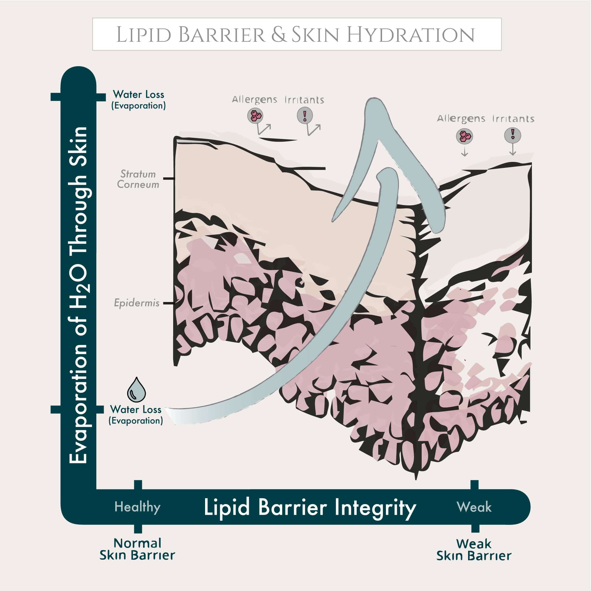 Nurturing Your Skin's Shield: Understanding the Lipid Barrier | Direct ...